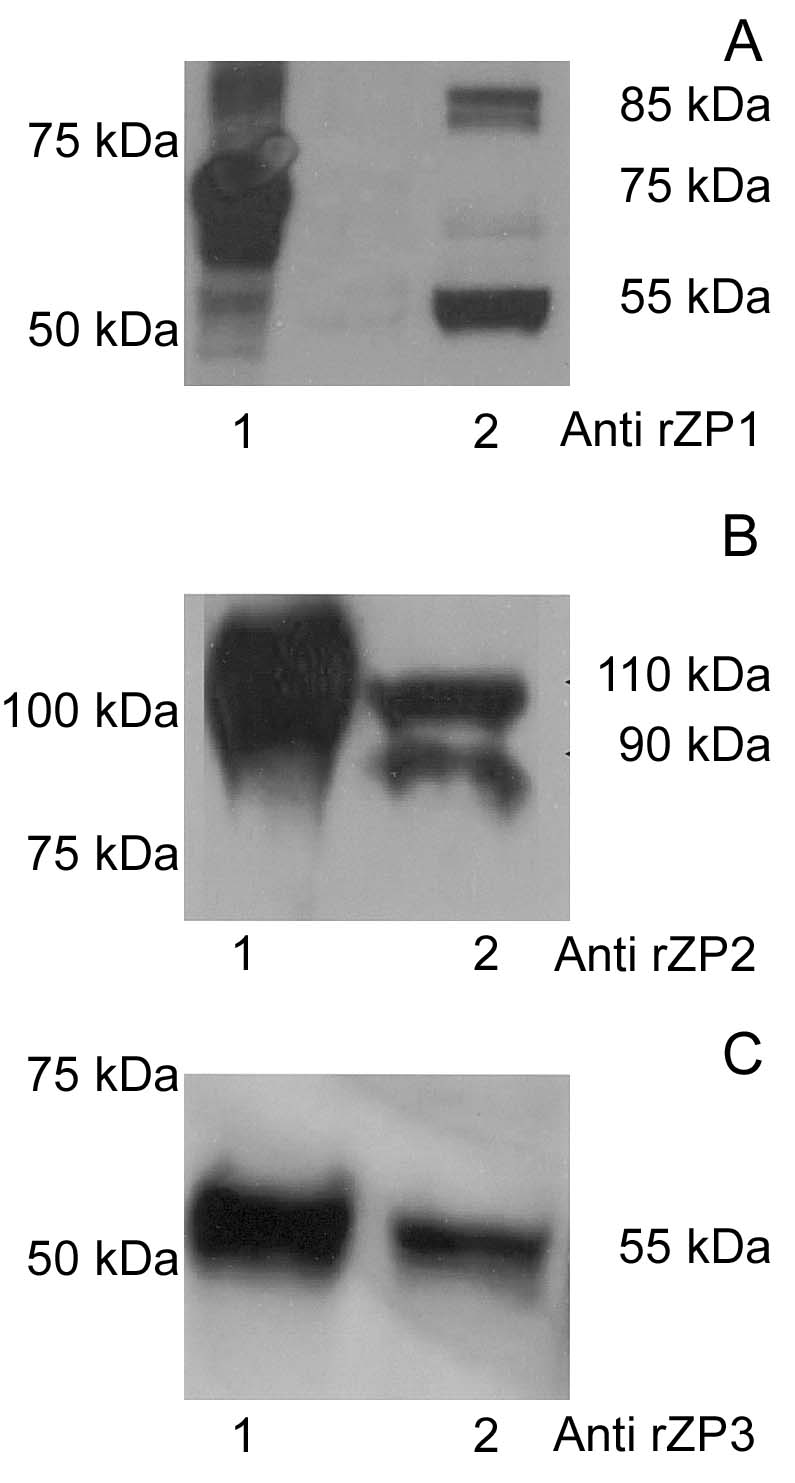 Asian Journal of Andrology