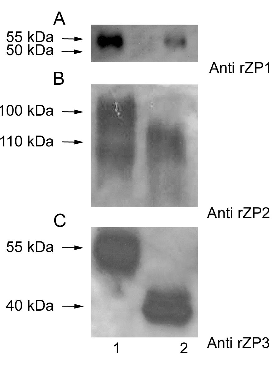 Asian Journal of Andrology