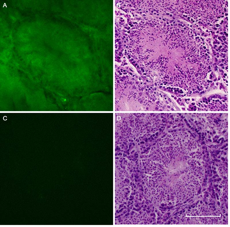 Asian Journal of Andrology